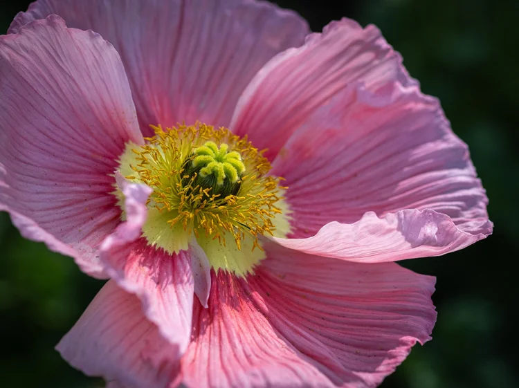 Mastering Focus for Close-Up Photography: 5 Critical Tips — Lori ...