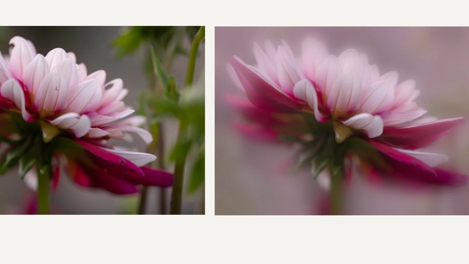 Artistic Editing of Flowers | Transform Photos Now — Lori Lankford ...