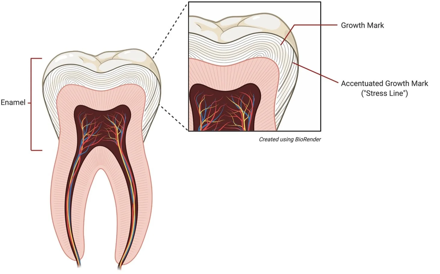 The Dunn Lab | Teeth