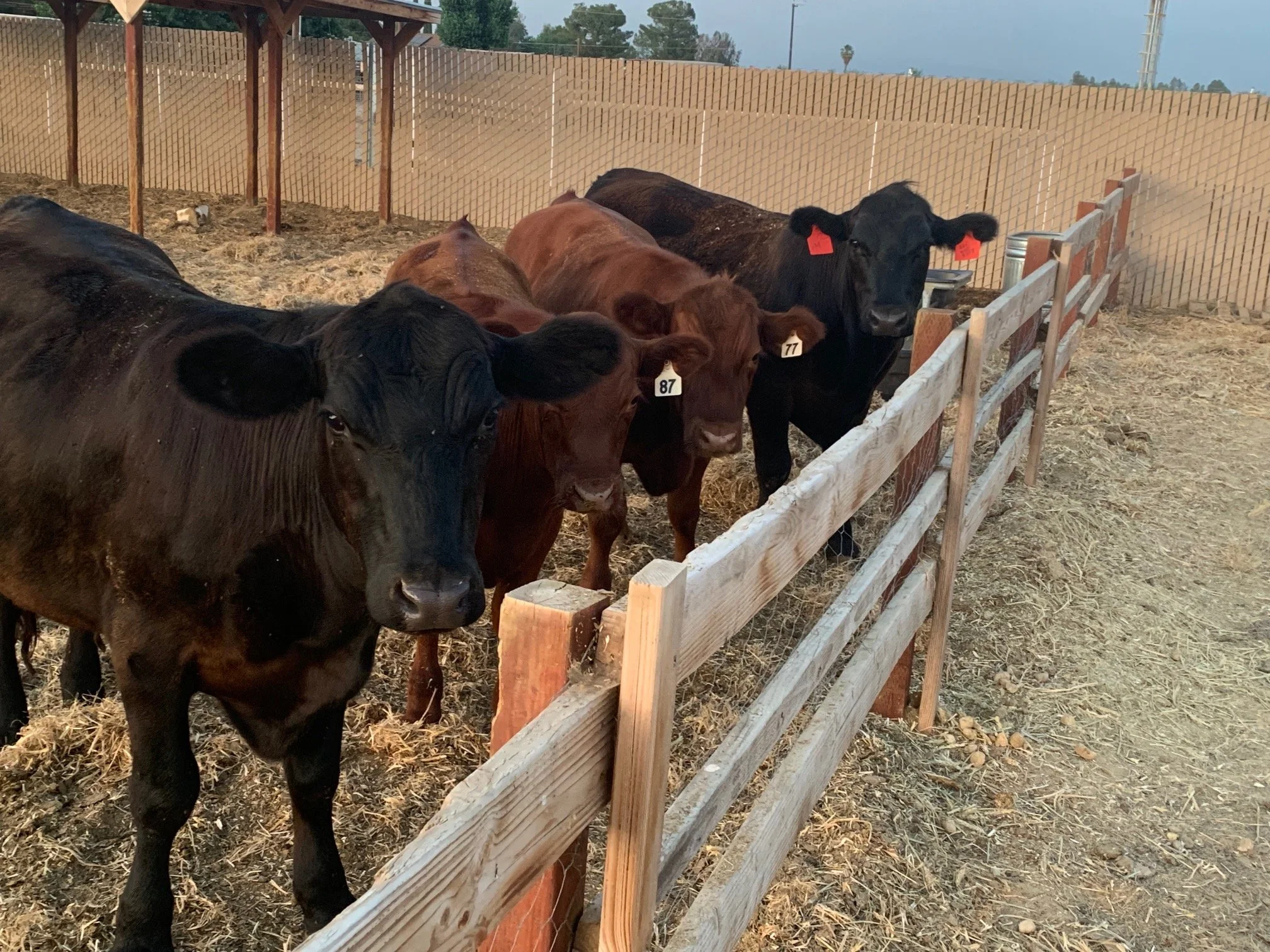 Family Farm | High-Quality Beef | Beef Bundles | Bulk Meat | Specialty ...