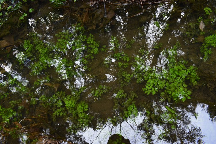 Rates — Ringler Family Campground