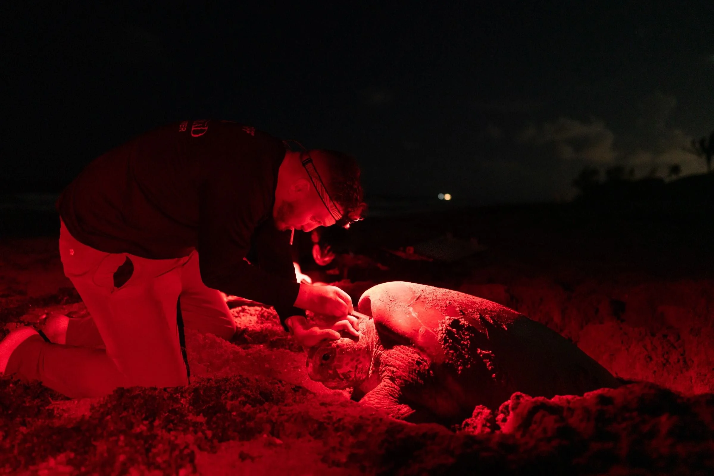 Turtle 101 — Loggerhead Marinelife Center Volunteer Portal