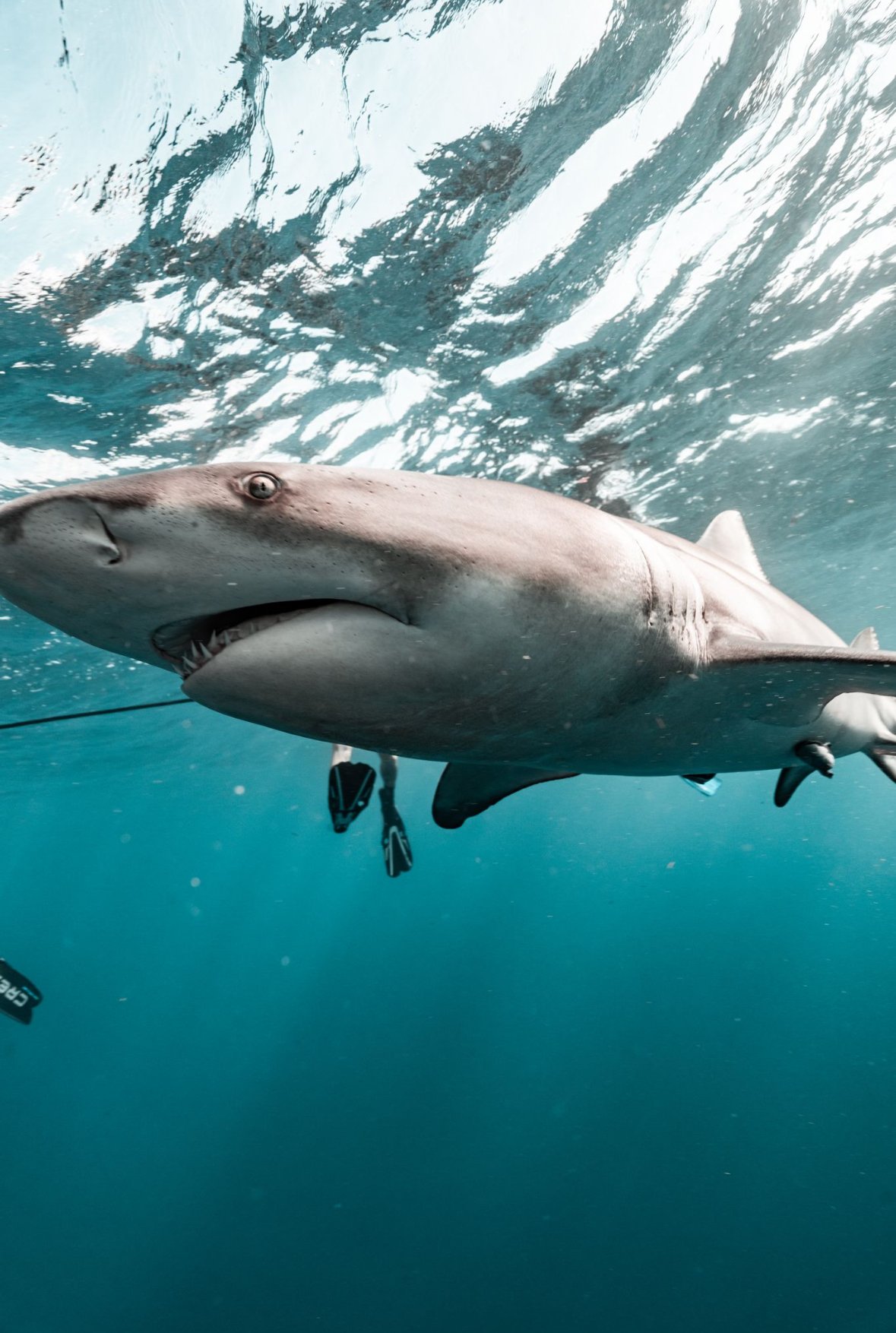 Juno Beach Pier Department — Loggerhead Marinelife Center Volunteer Portal