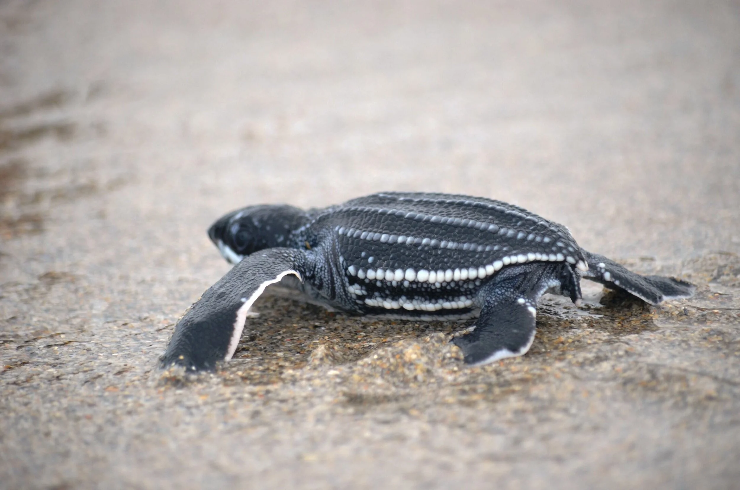 Sea Turtle Anatomy — Loggerhead Marinelife Center Volunteer Portal