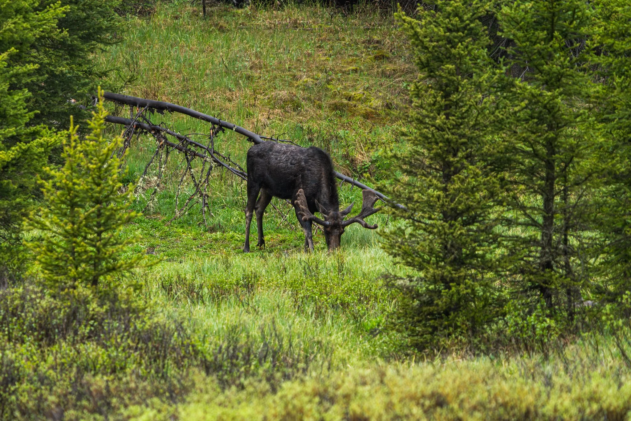 The Wild in Yellowstone: Moose in June
