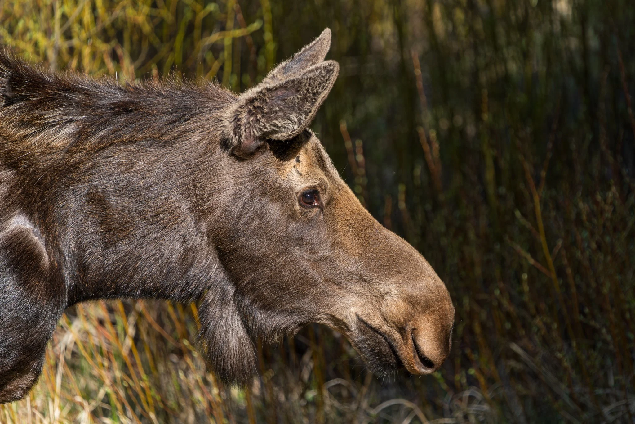 The Wild in Yellowstone: Moose in June