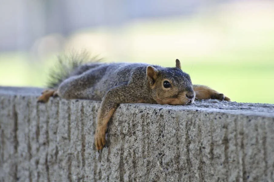 Do you have big "squirrel" energy right now? — Unshakeable