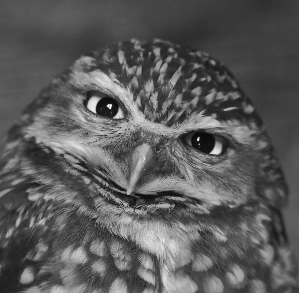 Shop — Jen Goodwin Embroidery