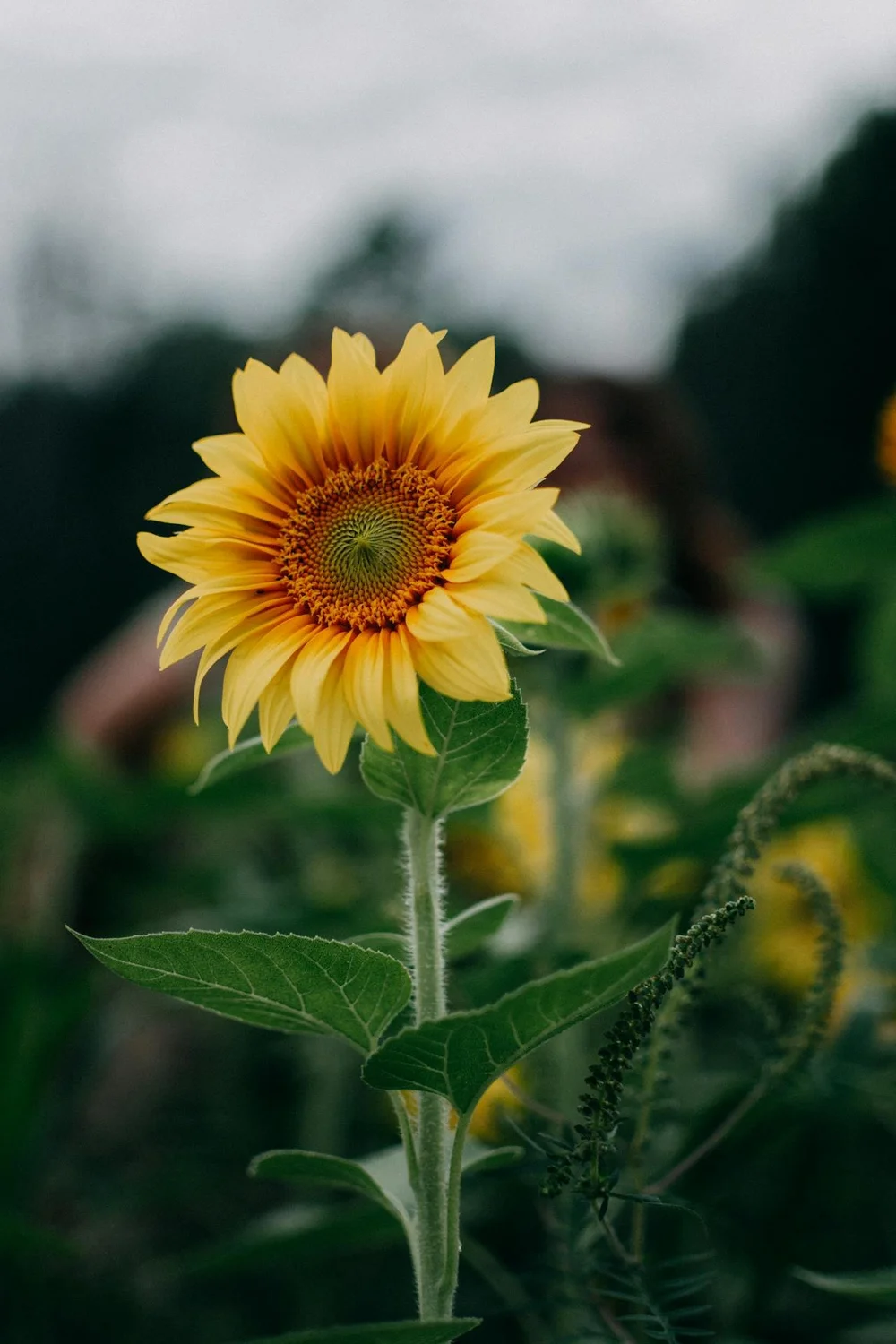 Guide to the Best Flowers to Celebrate a Job Promotion — BLOOM + SONG