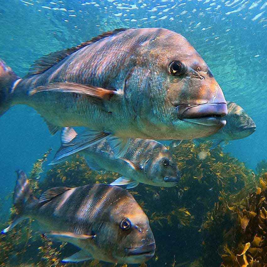 Te Kohuroa Rewilding | Community-Led Marine Restoration
