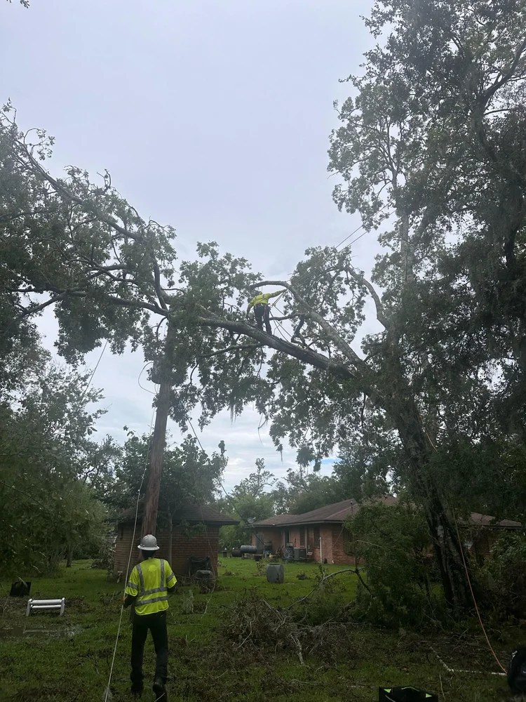 Best Local Tree Services - MBI Tree Service — MBI Tree Service