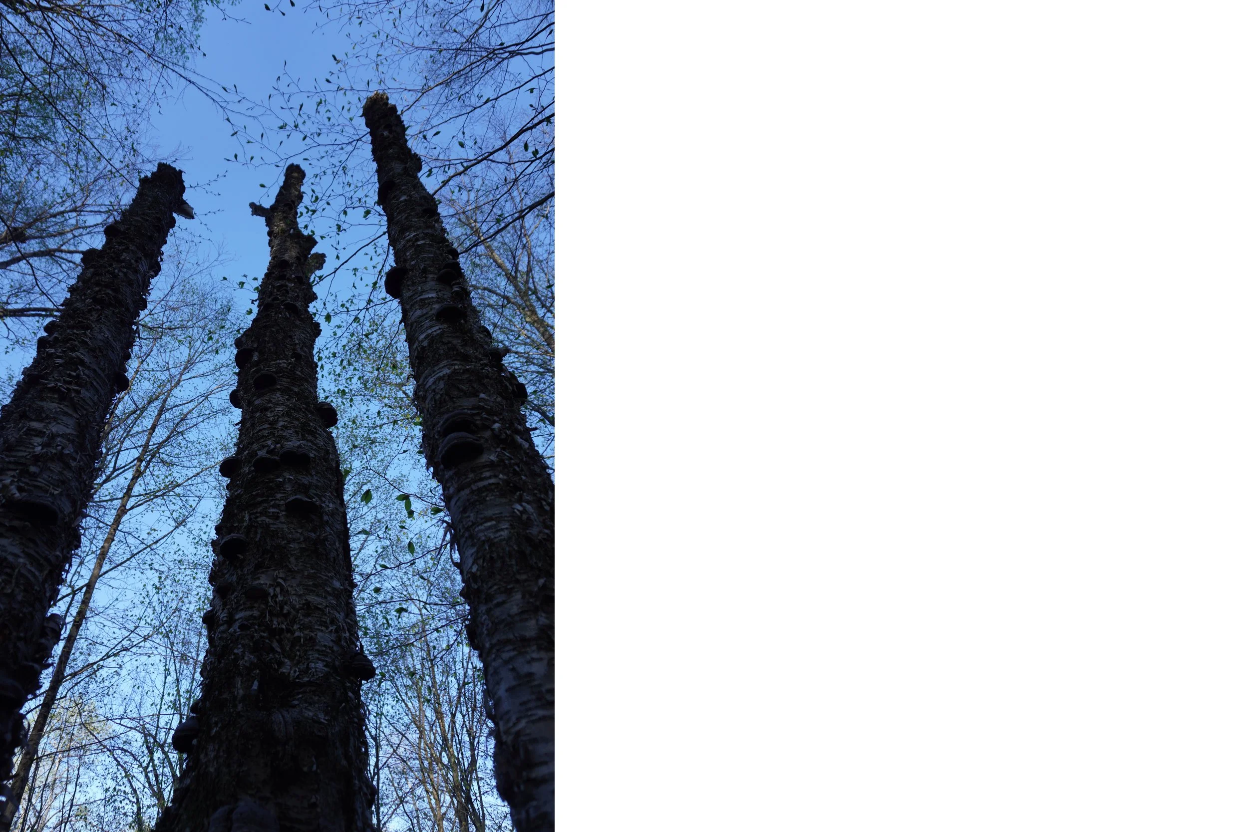 RIDGECREST — Stick Architecture