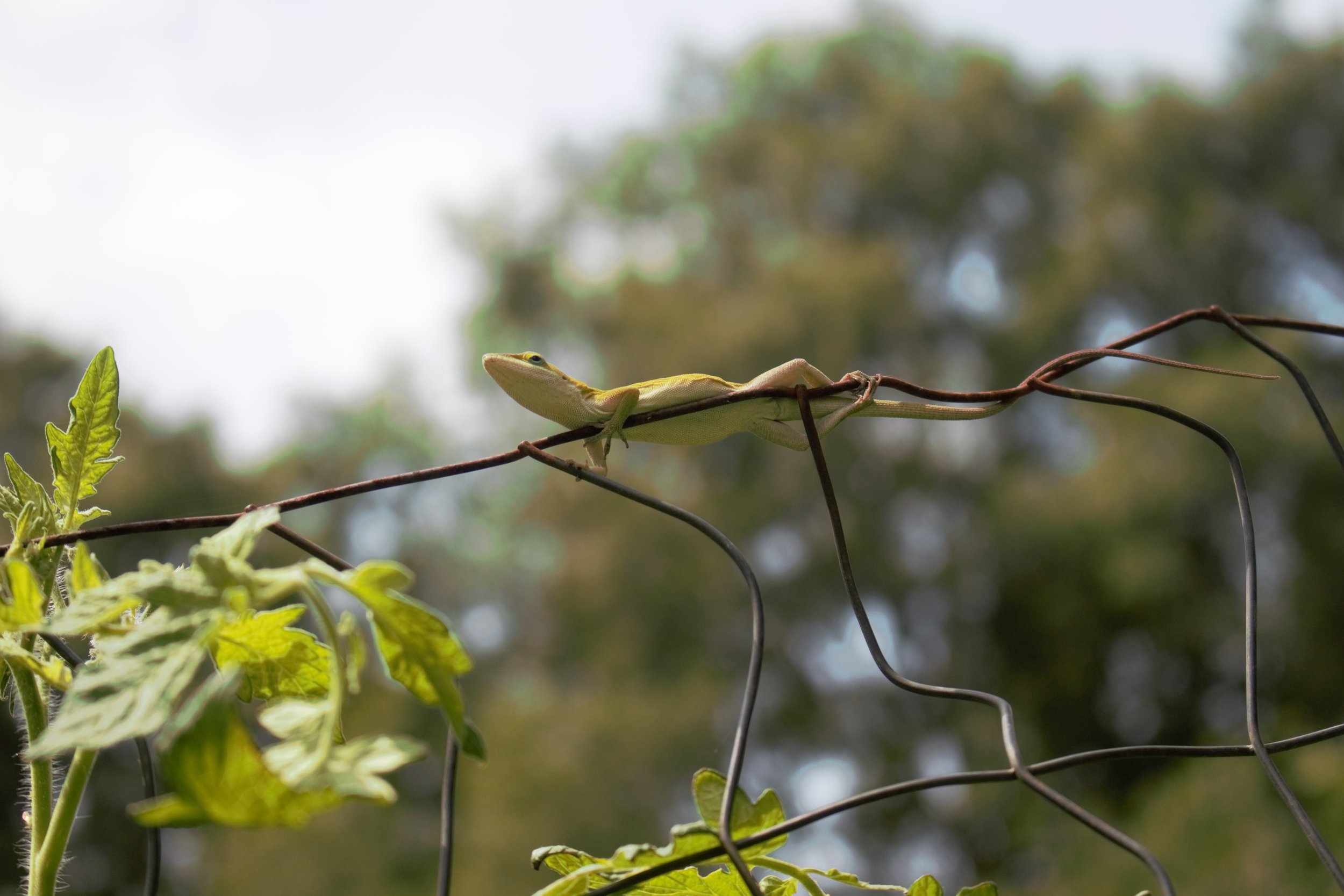 The Anolis Lizard — seedsnc