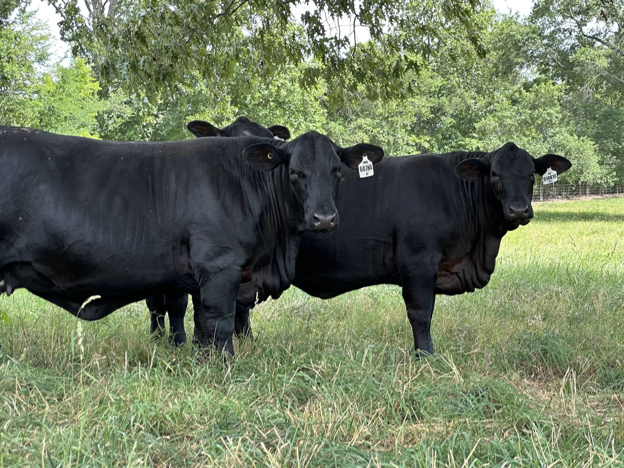 About | Family-Owned & Operated — J&J Meats