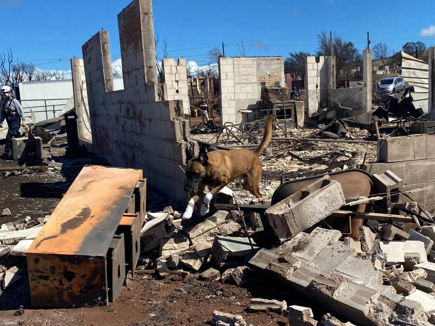 SAR Canine Resources — Category 5 K9