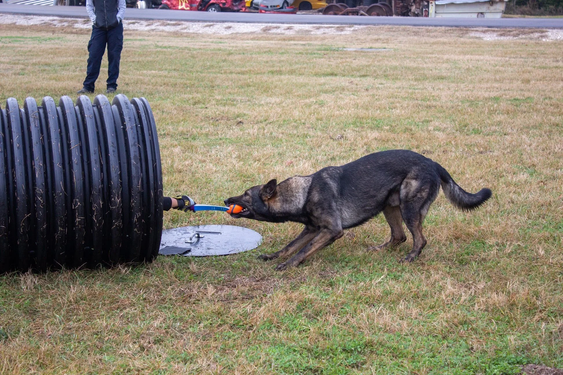 SAR Canine Resources — Category 5 K9