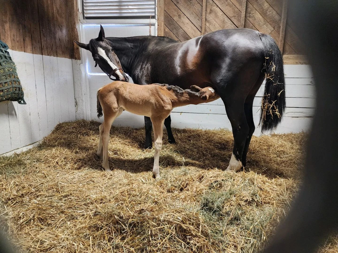 Book A Nurse Mare — ColdSpring Mares Inc