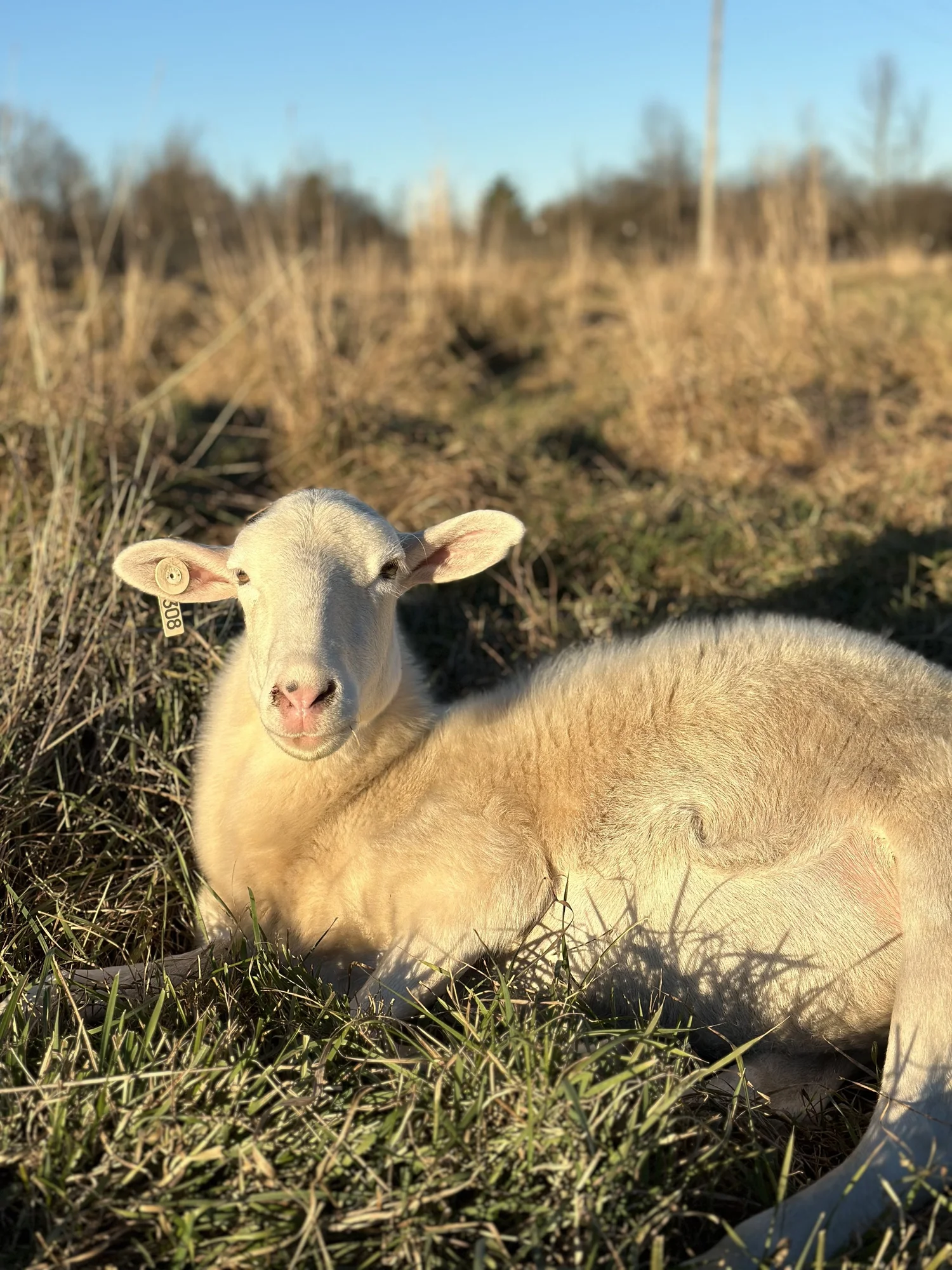 About — The Clover Patch Farm