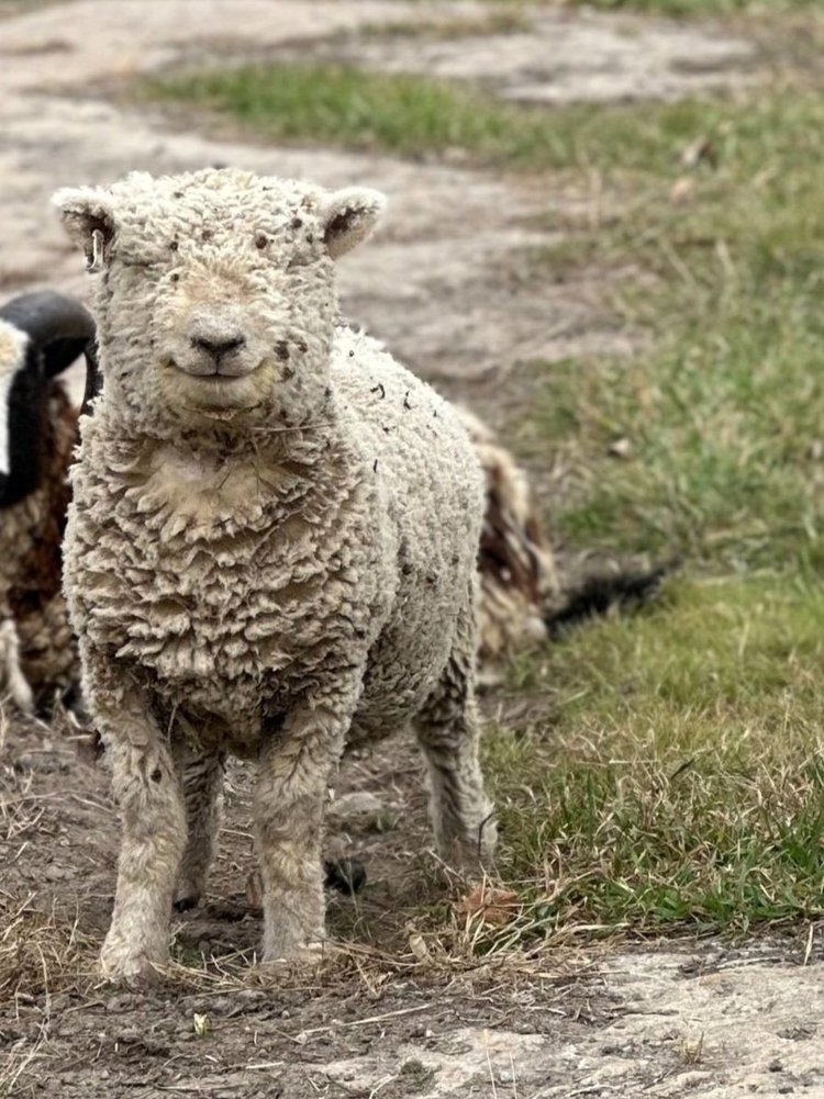 About — The Clover Patch Farm