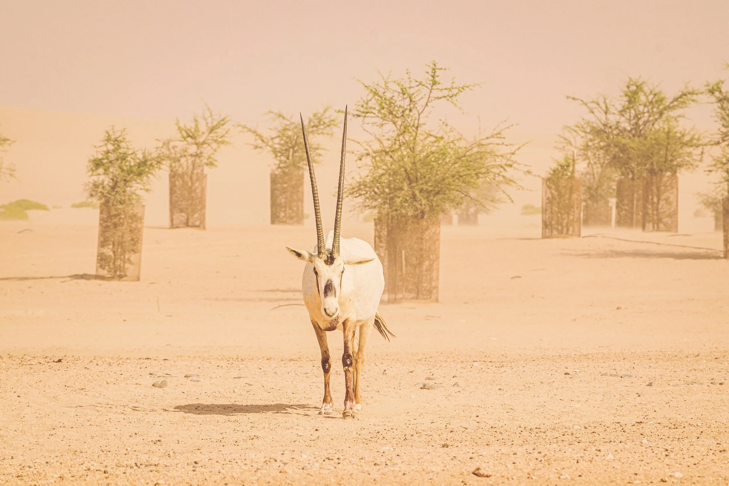 Oman’s Wildlife Wonders: A Journey into the Sultanate’s Unique Flora ...