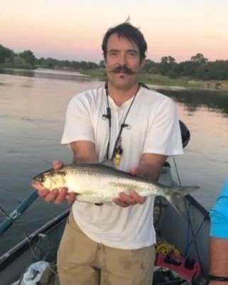 American Shad — the Delta’s Most-abundant and Least-considered ...