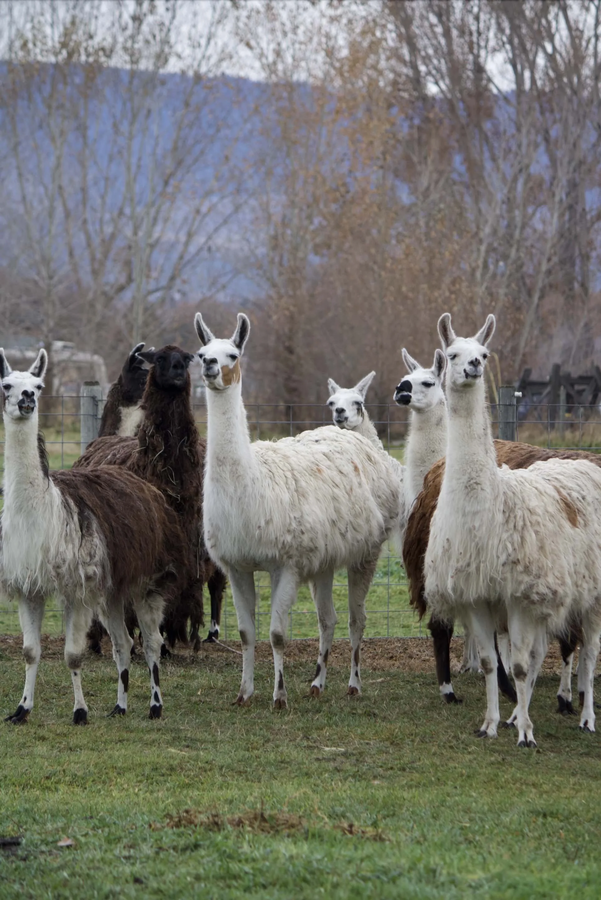 About 4 — Safe Haven Llamas