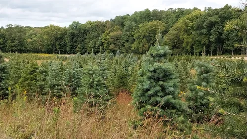 Dudeck's Pine Country