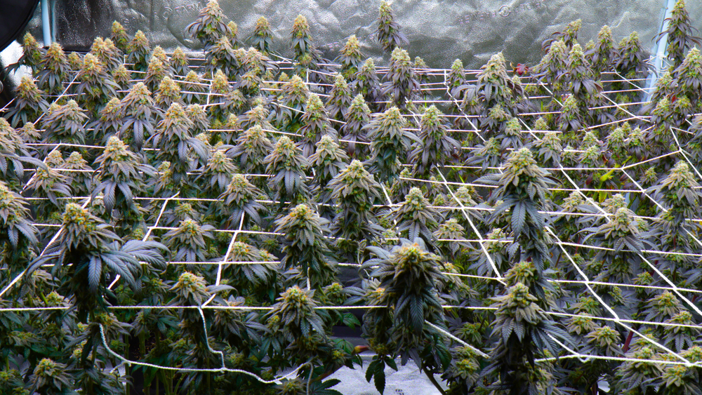 GROW — Strain Show