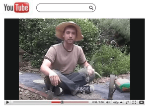 Salvia: The Rise And Fall Of An INSANE Legal High — Strain Show