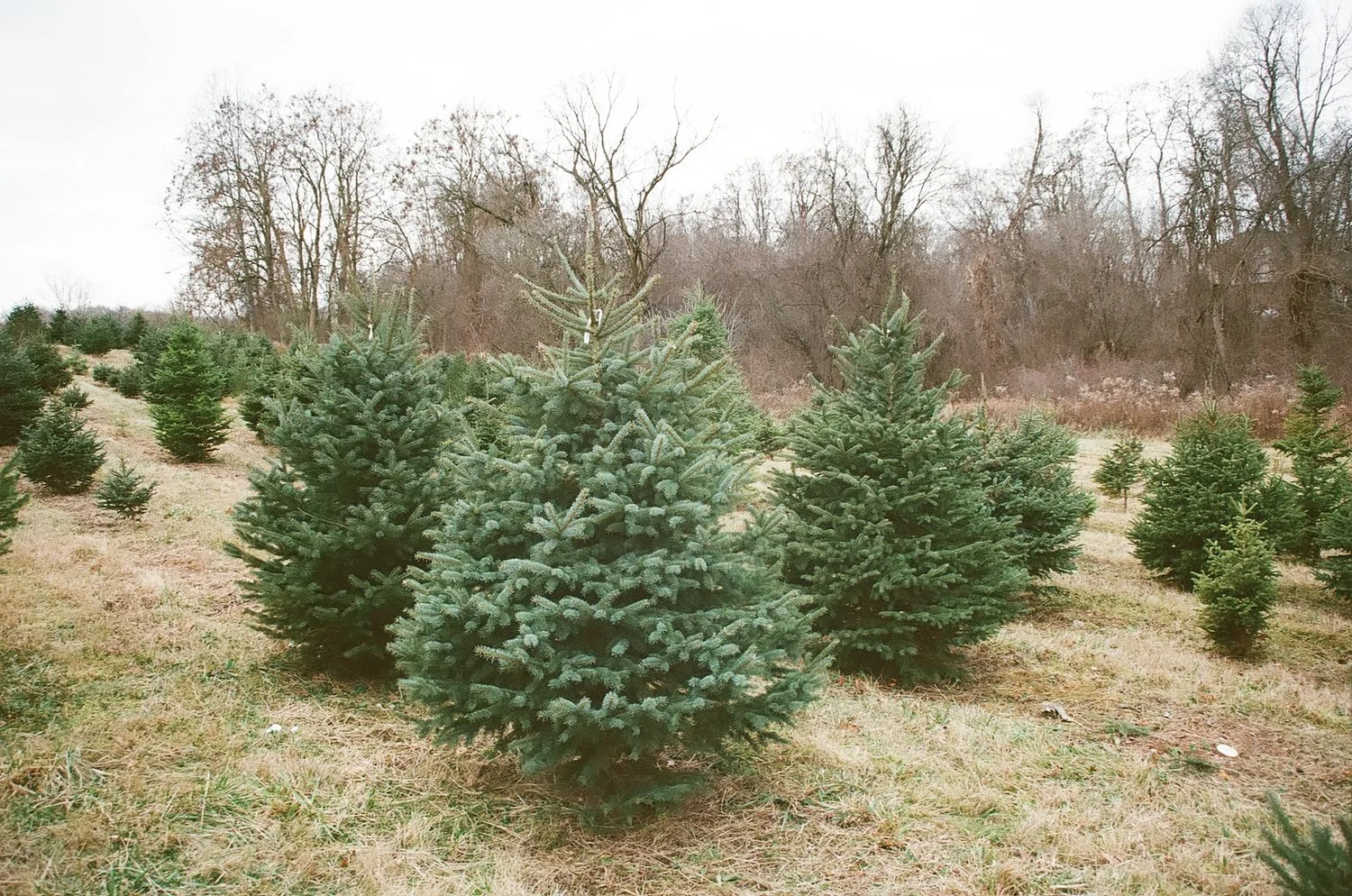Treetop Acres