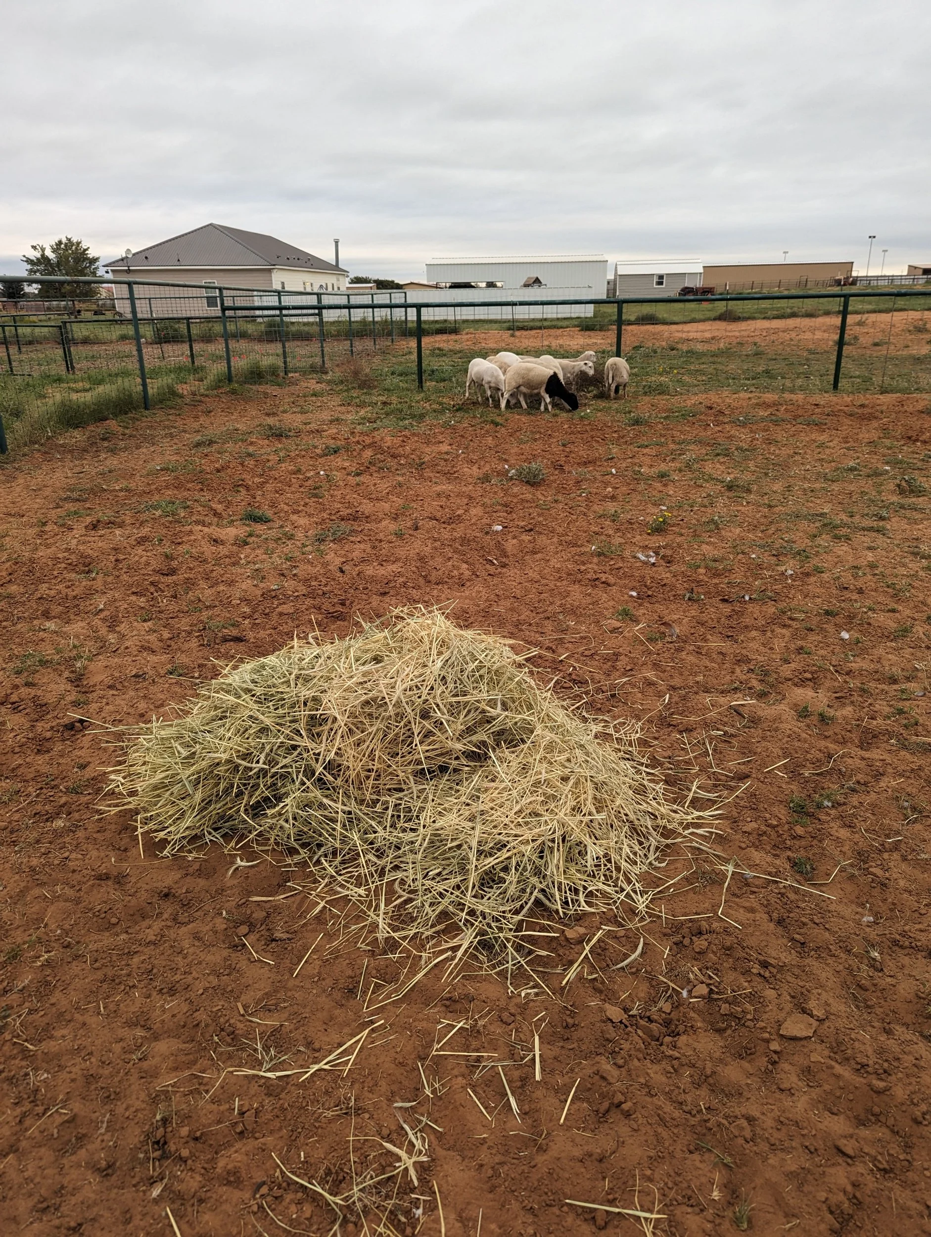 DIY Sheep Shelter and Pen Setup | Ranch Project Update — Sandy Patch Ranch