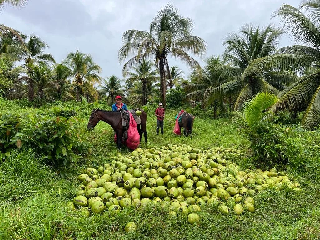 Organic Coconut Puree, IQF, Powder and Dried Product Journey