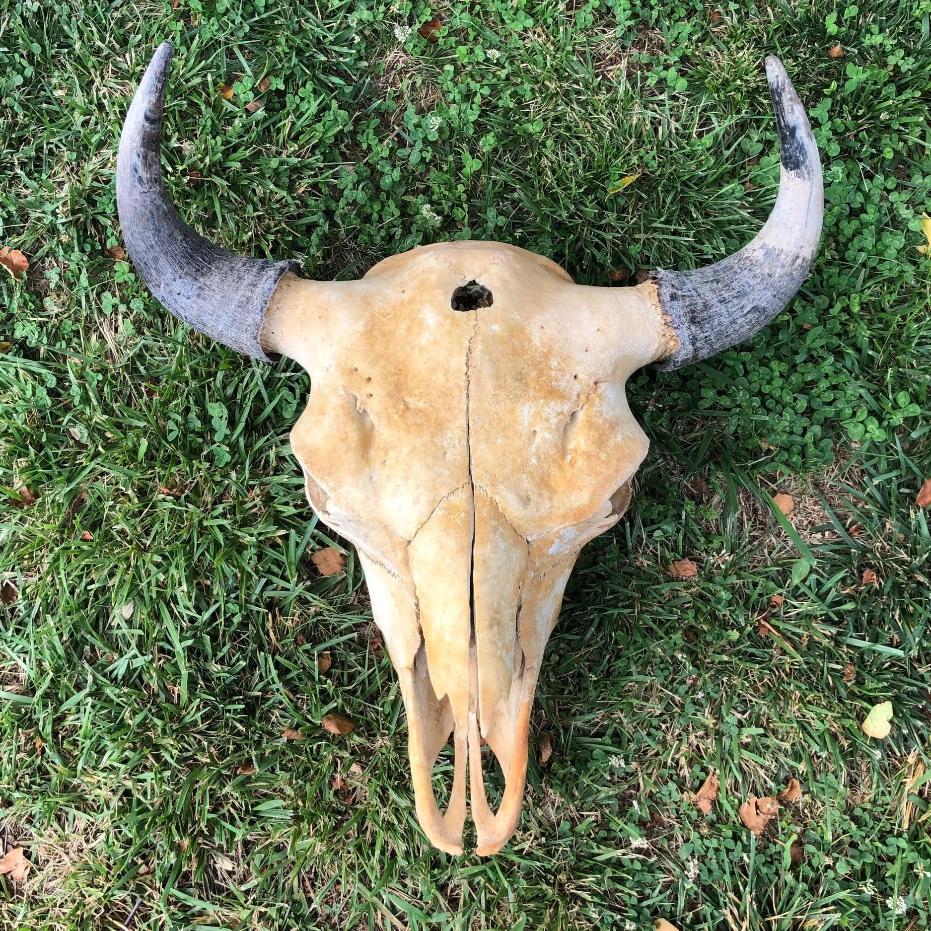Products | High-Quality Bison Meat | Souvenirs | Hides & Skulls — Crown ...