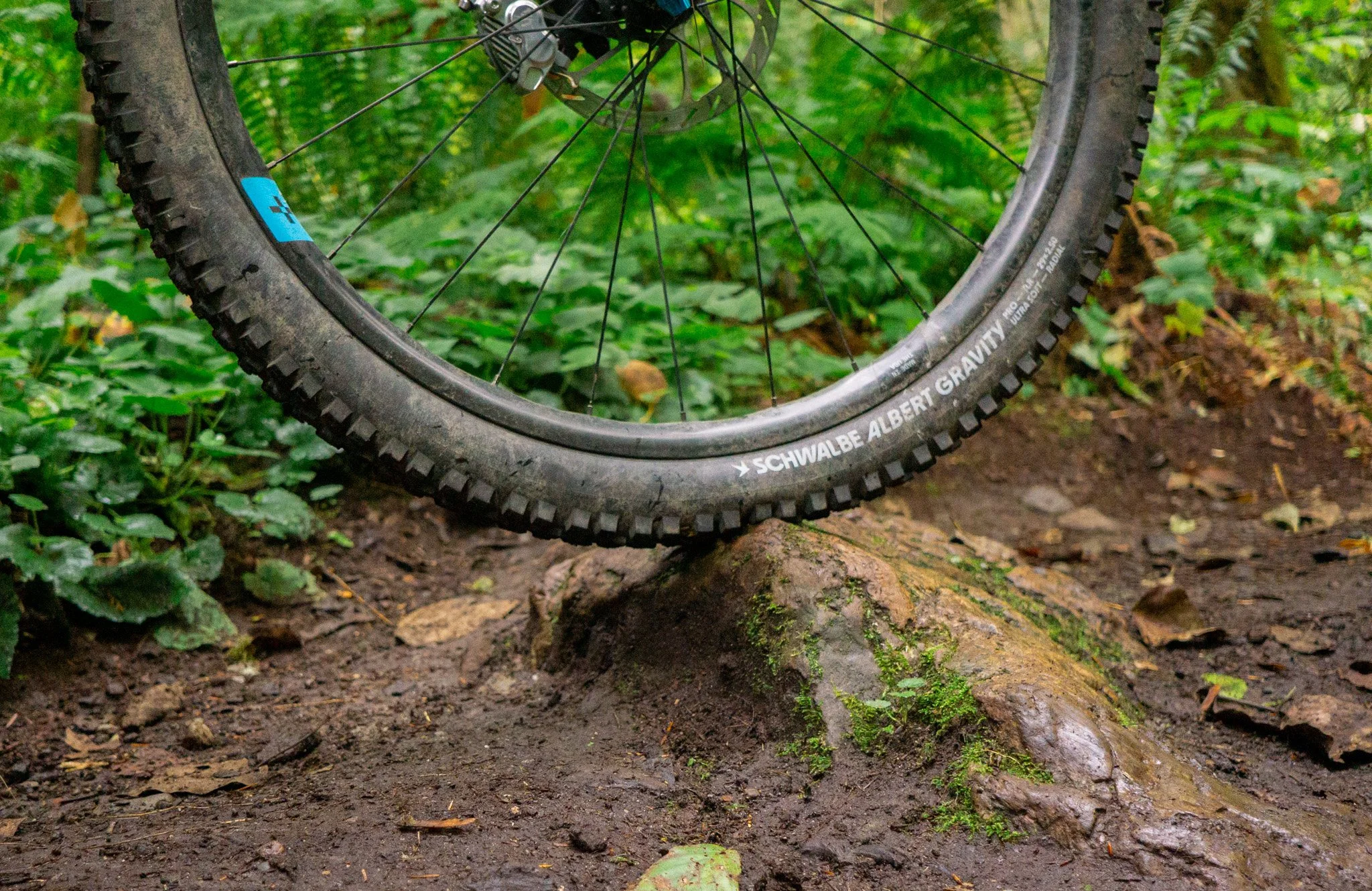 An in-depth review of Schwalbe's new Albert Radial Tires — About the Ride