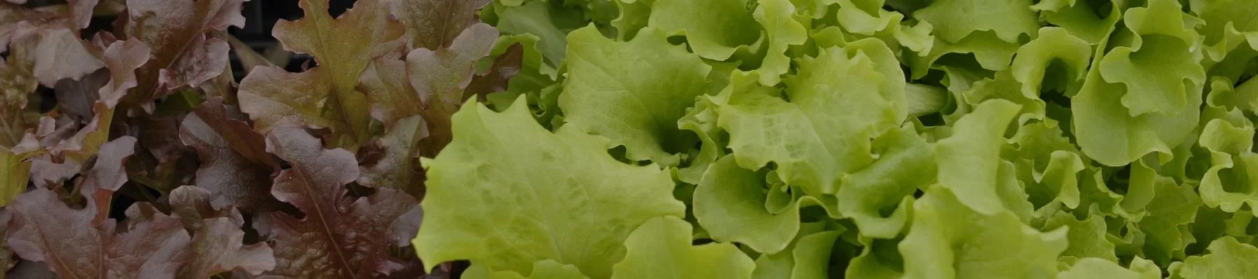 Certified Organic Farming - Cropping Certification | BioGro