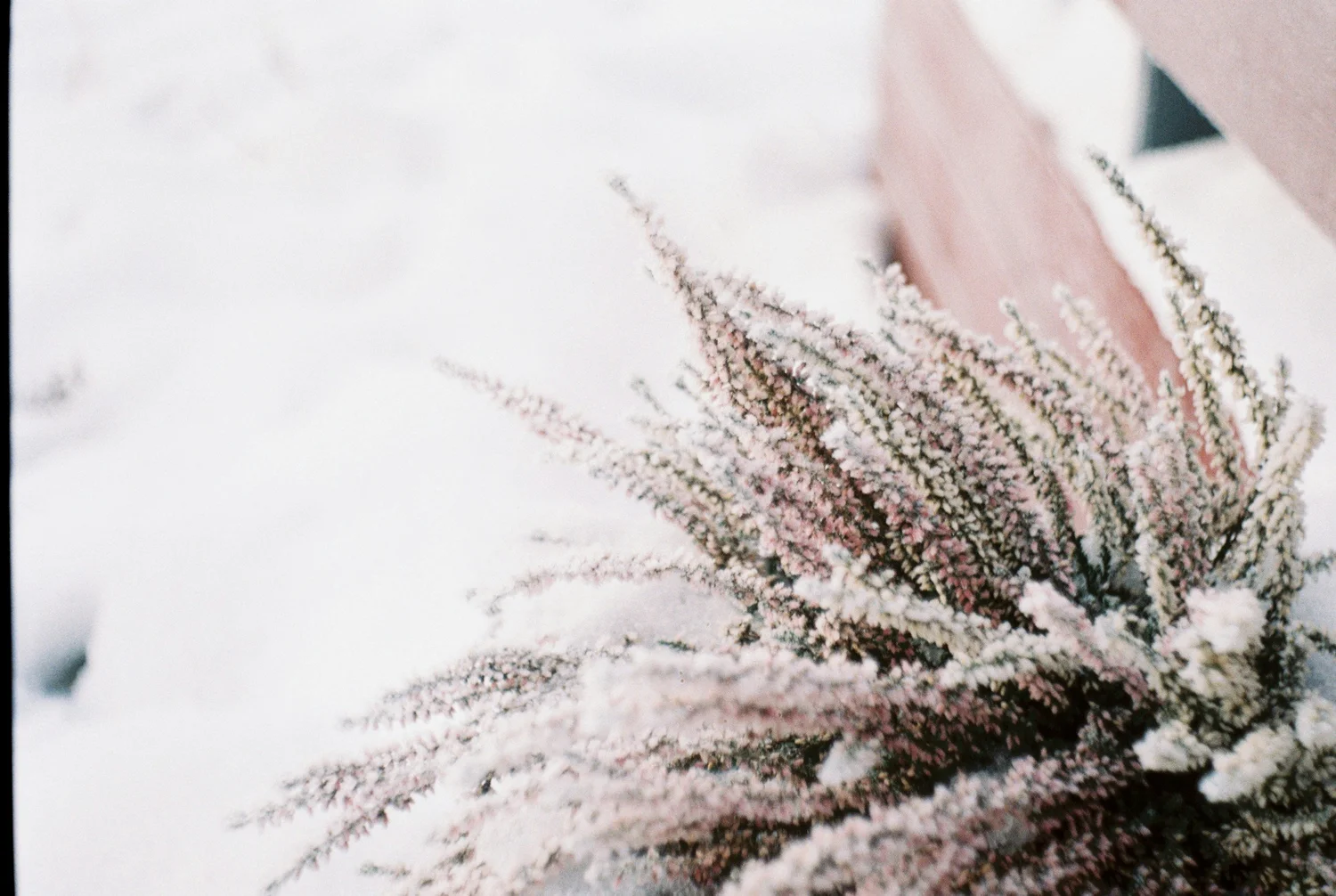 Lavender Snow