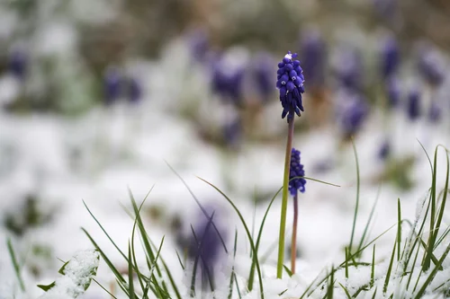 Lavender Snow