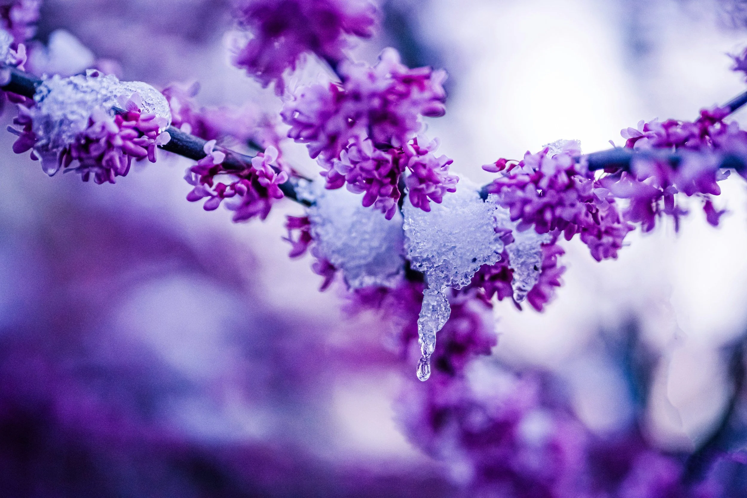 Lavender Snow