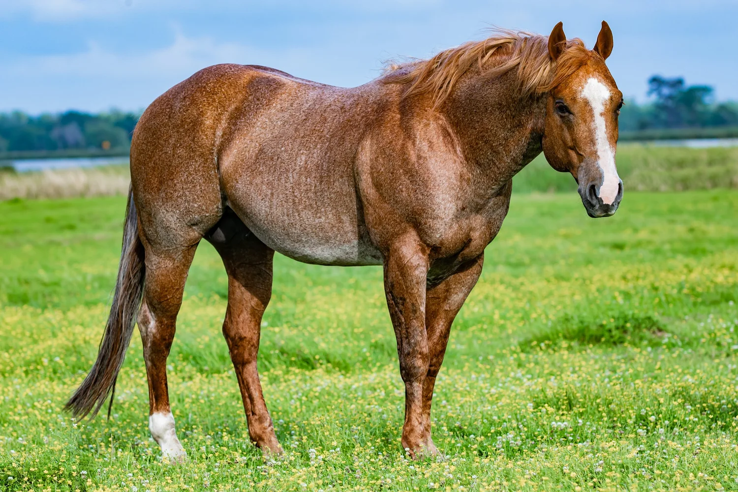 Stallions — Gray Ranch