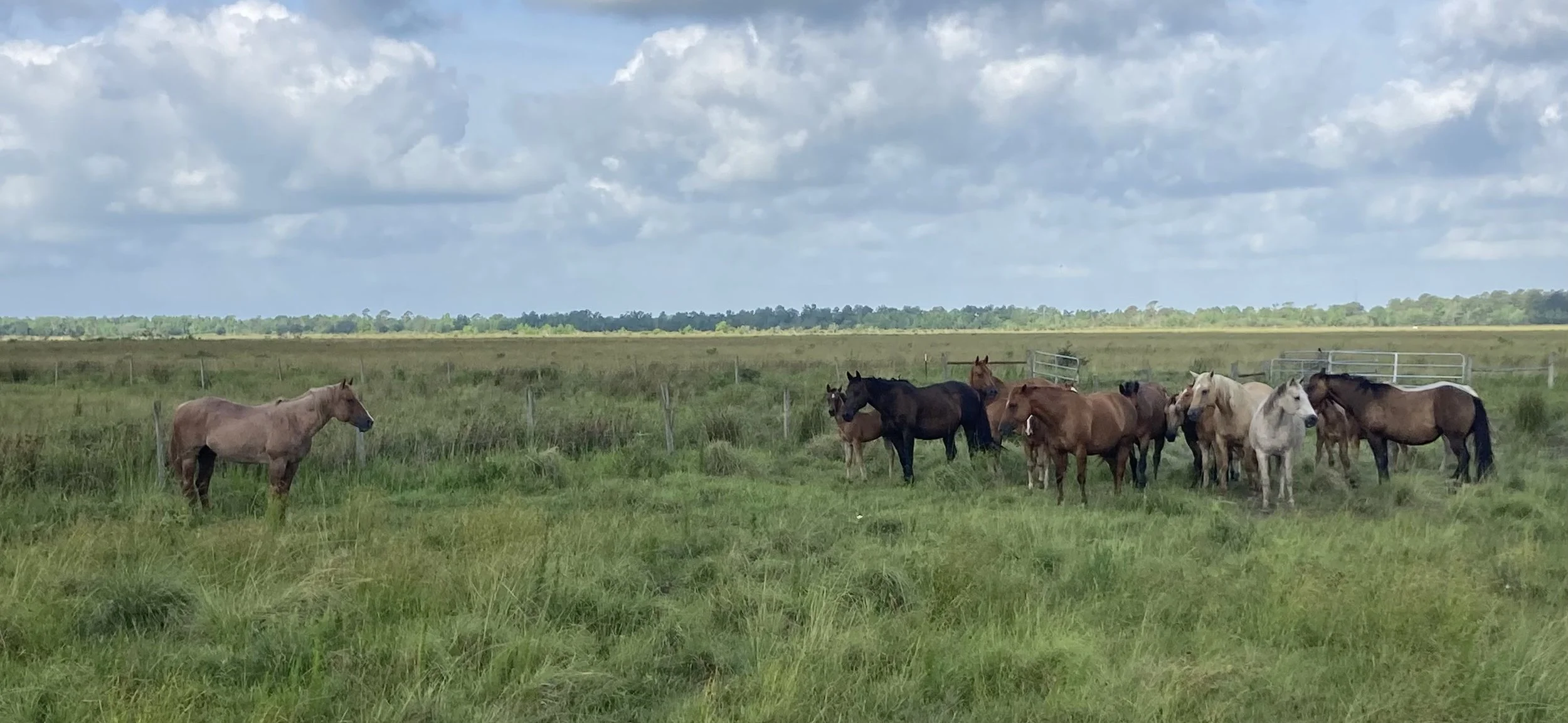 Stallions — Gray Ranch