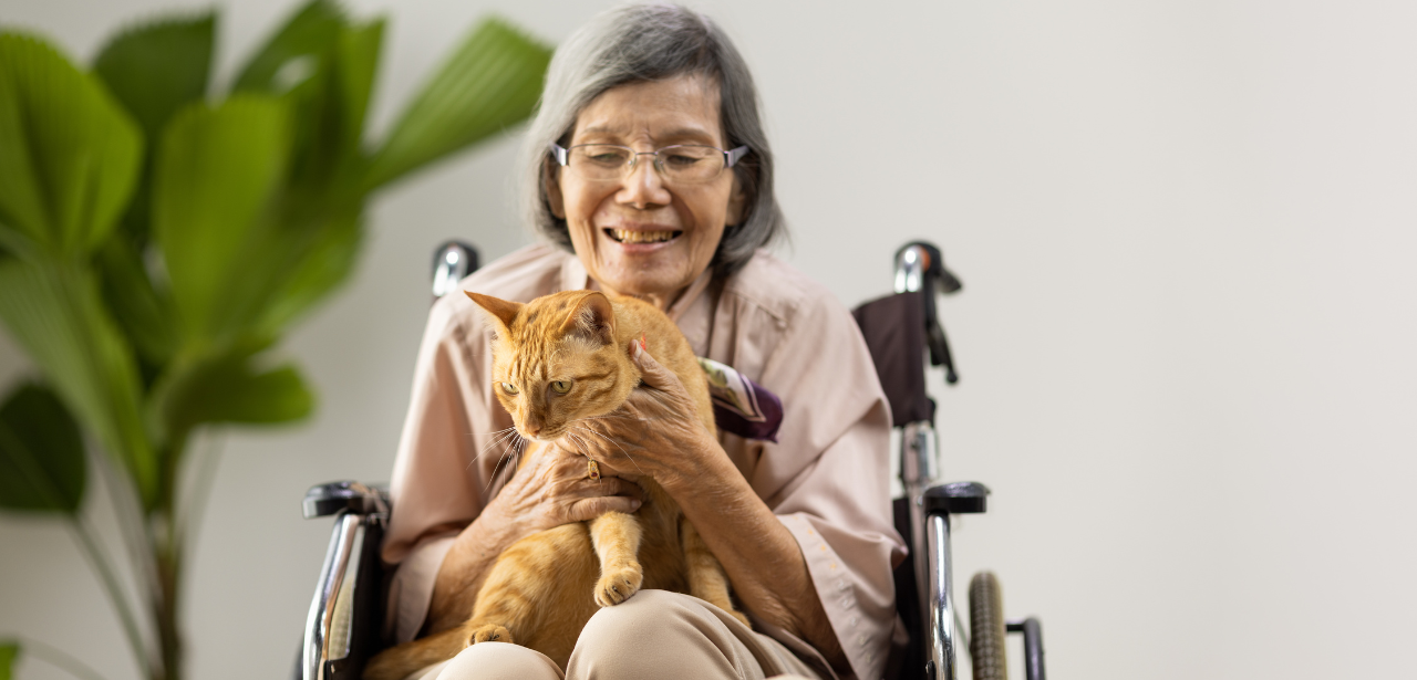 What Is The Difference Between Dementia And Alzheimer's? — Canary Health