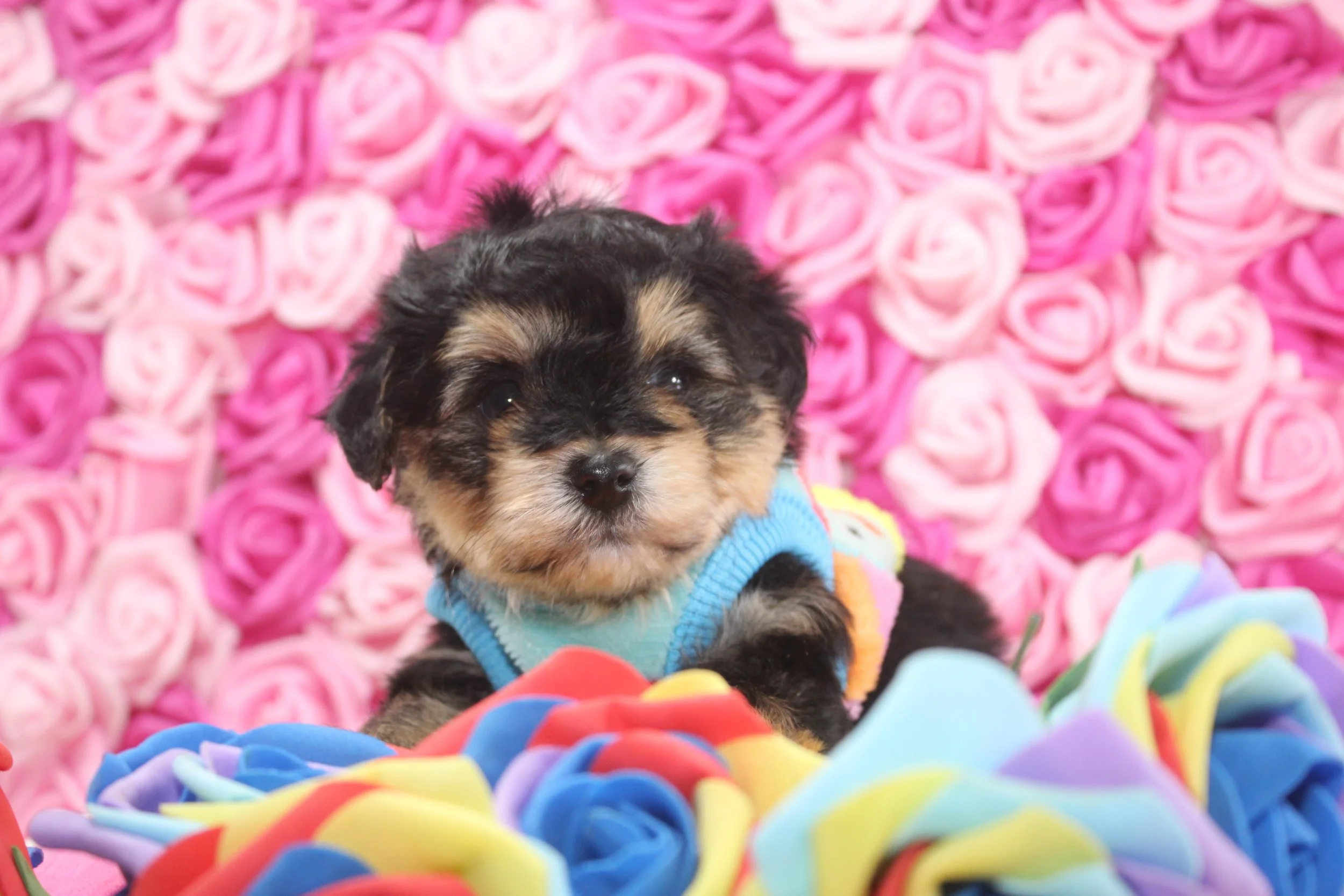 Hart’s Precious Pups