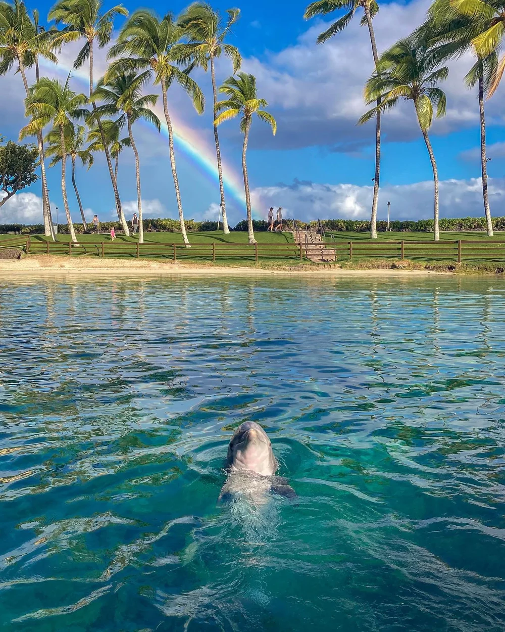 Dolphin Bill 2024 — Emma Jane Avila Pohlman