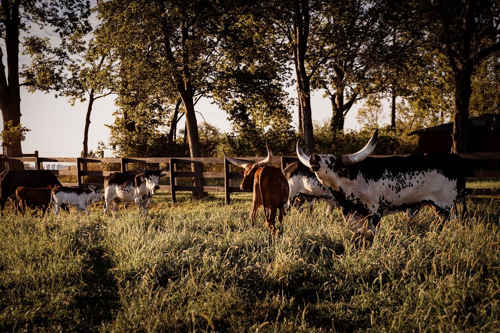 Riding Warriors at Sams Ranch
