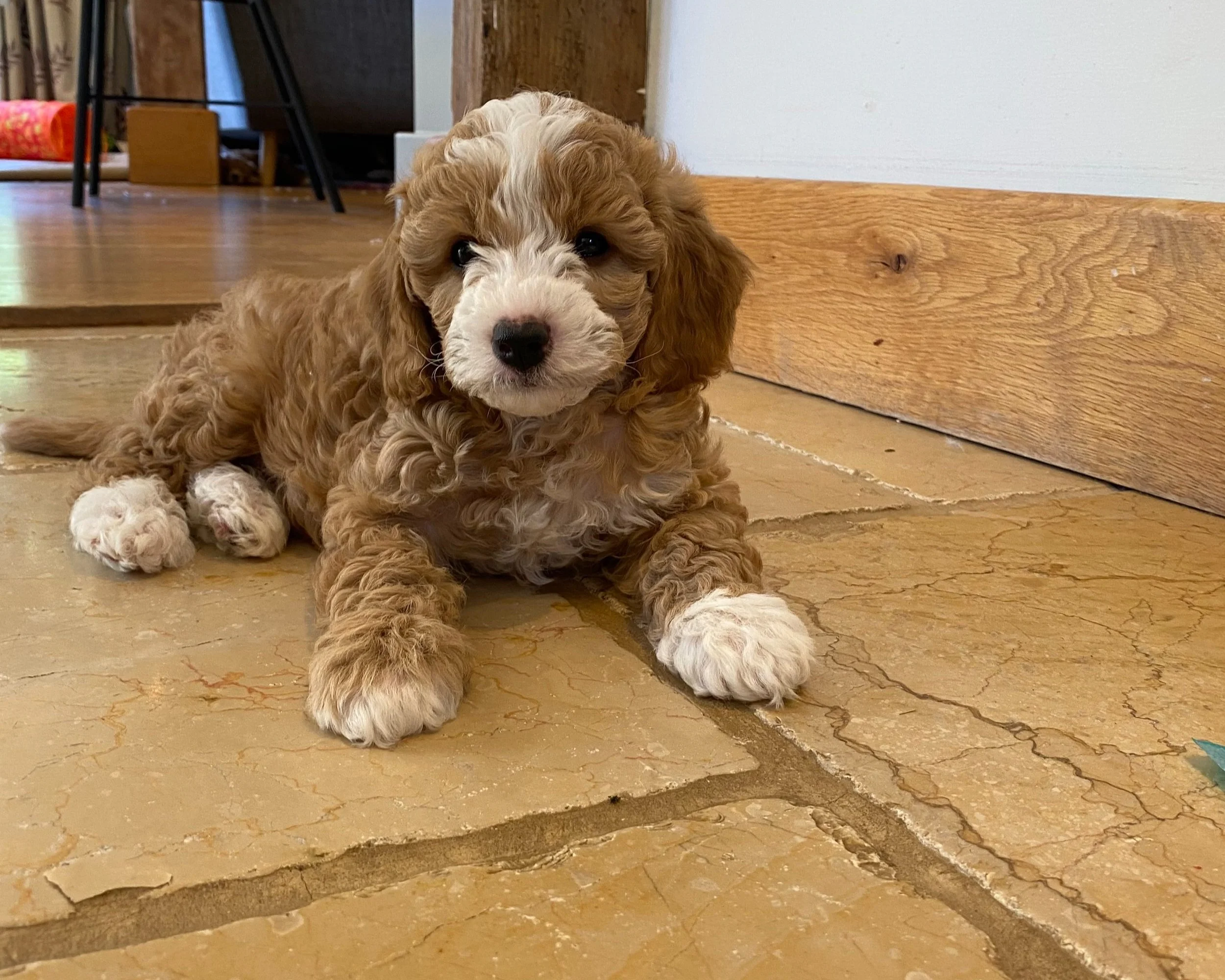 How it works | Discover Our Process — Miniature poodle stud dogs - Kent