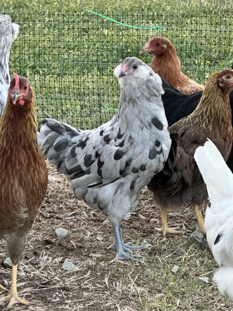 Bartlett Chicken Ranch | Farm-Fresh Eggs | Dog Training & Supplies ...