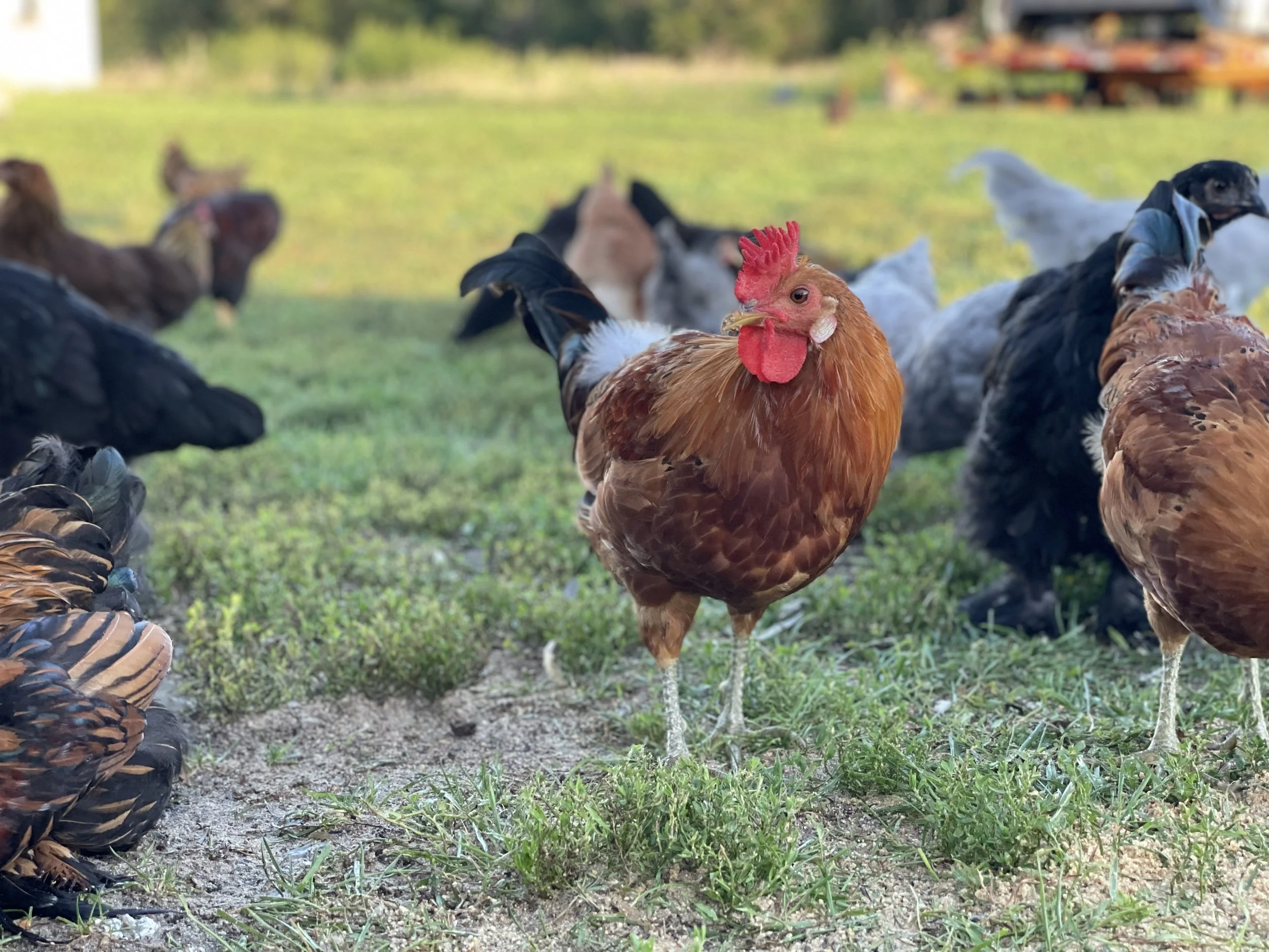 Bartlett Chicken Ranch | Farm-Fresh Eggs | Dog Training & Supplies ...