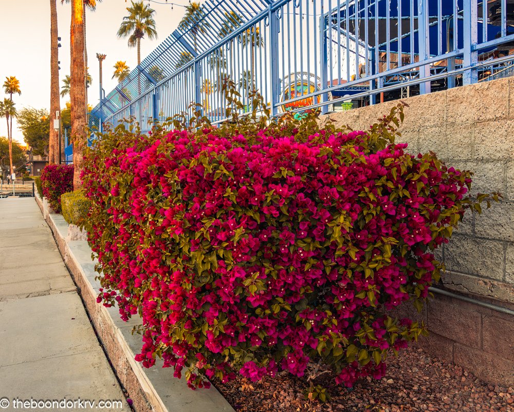 I made a boo boo. — Theboondorks blog