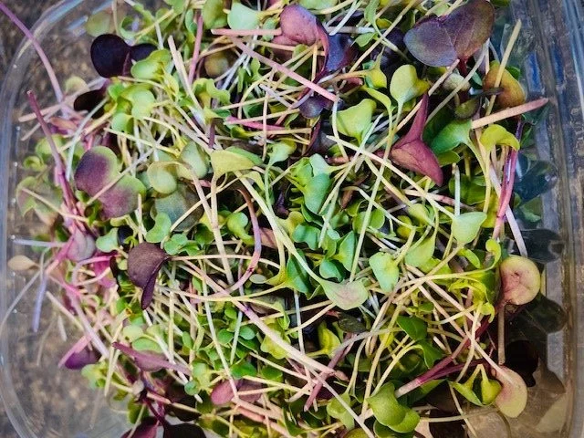 Products | Microgreens | Eggs | Garden | Hydroponic | Newport, NC ...
