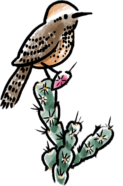 Cactus Wren Nyc